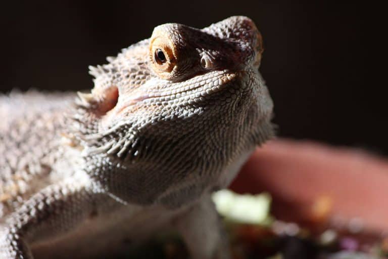 How Much Is a Bearded Dragon? The Real Cost