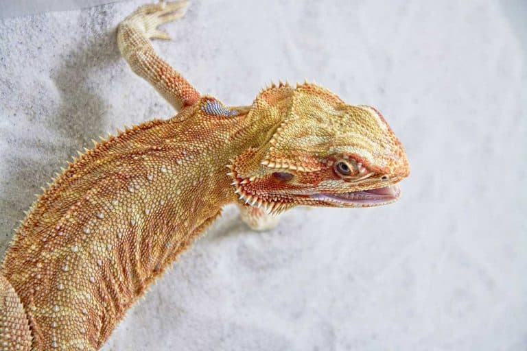 Why Do Bearded Dragons Wave? (Top 4 Reasons)