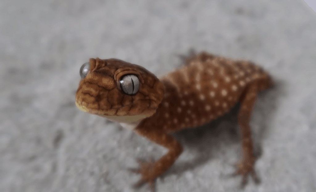 10 Best Gecko Pets (Different Types and Species)