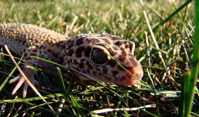 Male vs Female Leopard Geckos – How to Tell the Difference