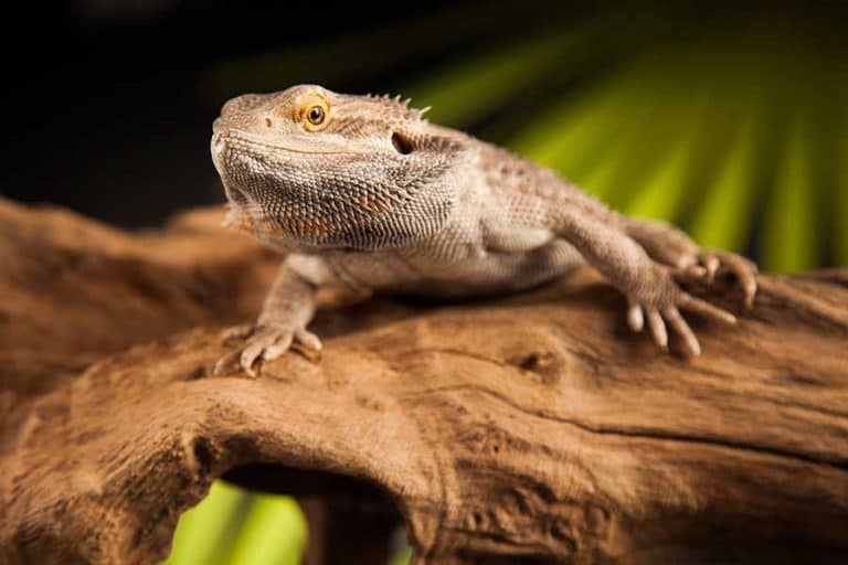 Leopard Gecko vs Bearded Dragon: Which Makes a Better Pet?