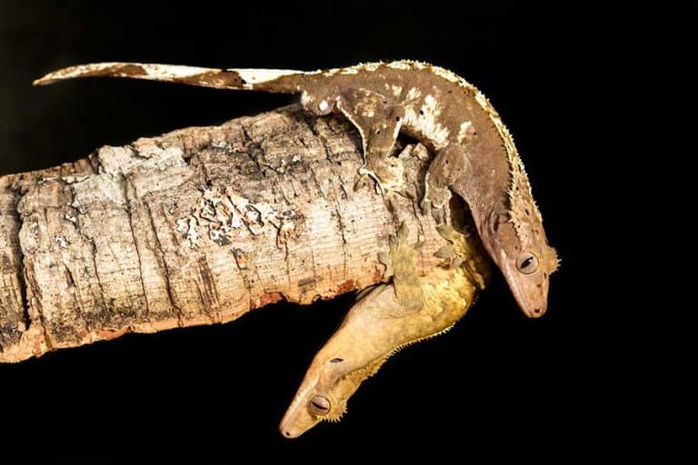 Male vs Female Crested Gecko (How to Tell the Difference)