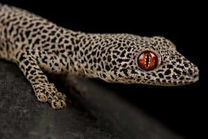 What Is Brumation? (Facts on Reptile Dormancy)