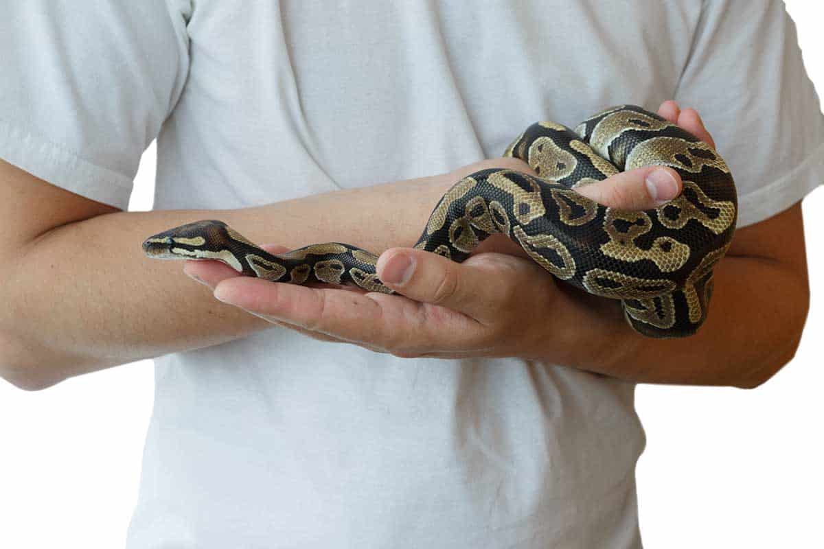 11 Best Pet Snakes For Beginners with Pictures 