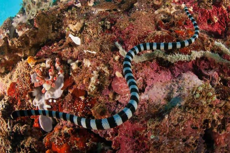 7 Snakes Give Live Birth Instead of Laying Eggs