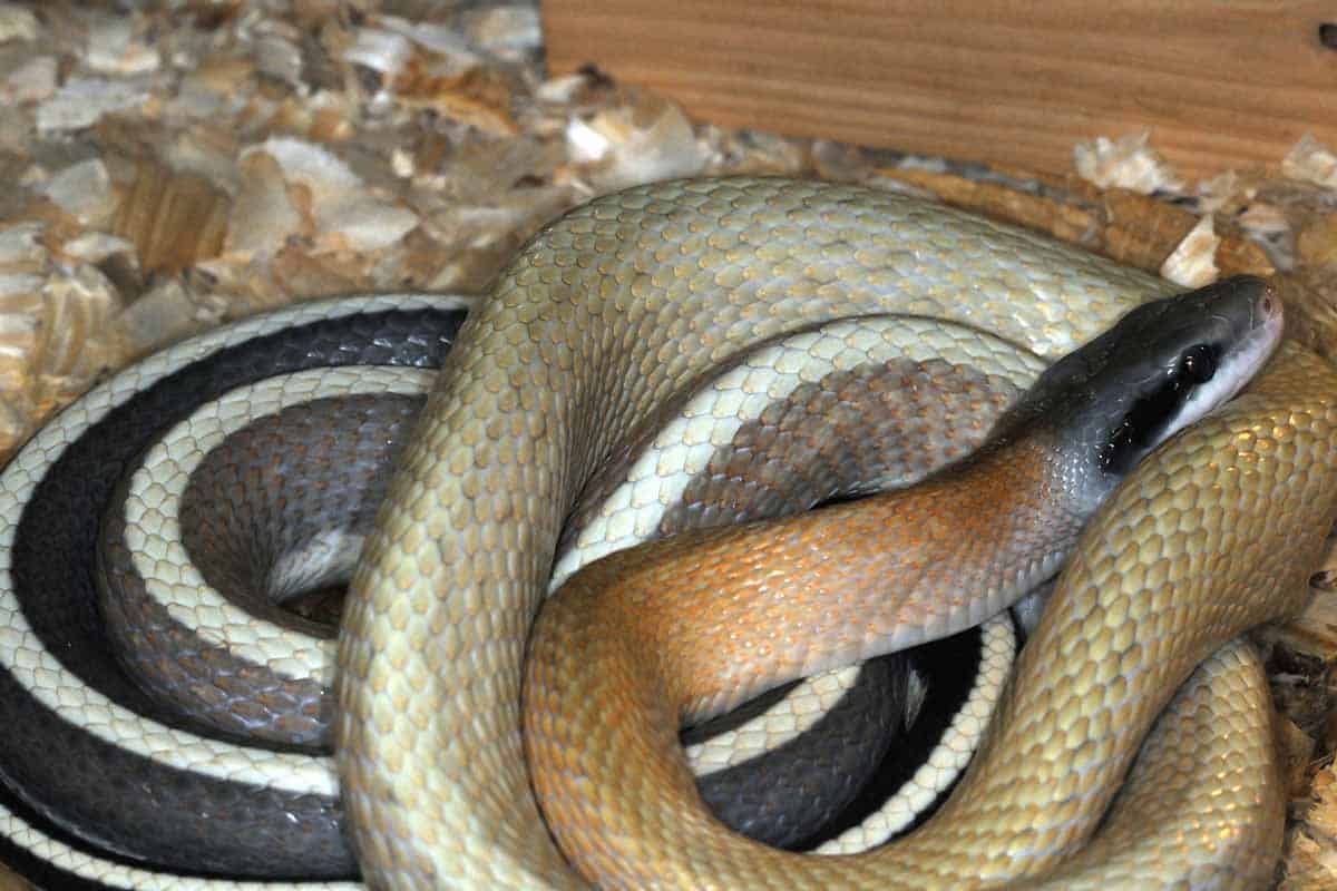 7 Snakes Give Live Birth Instead Of Laying Eggs 7 Snakes Give Live Birth Instead Of Laying Eggs