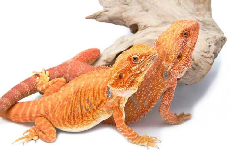How Do Bearded Dragons Mate Breeding 101