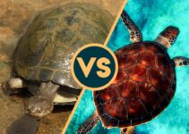 Turtle vs Tortoise vs Terrapin: The Differences