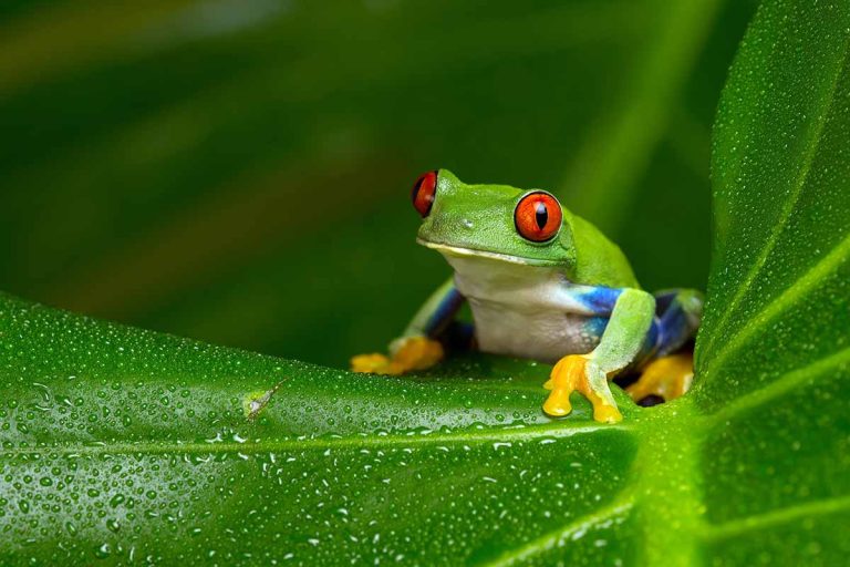 Red-Eyed Tree Frog Care Sheet (# 1 Care Guide)