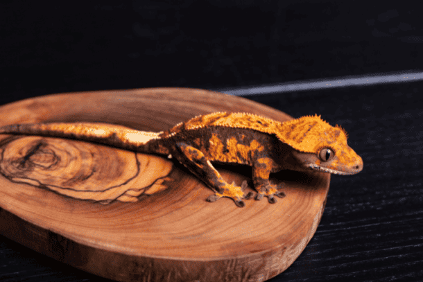 The Full Guide to Taking Care of Crested Geckos - Reptiles Life