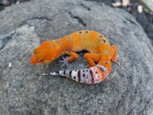 Leopard Gecko Morphs: The Ultimate Resource for Gecko Enthusiasts ...